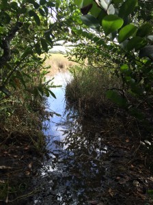 Going Off the Trail in the Florida Everglades! – It's a Schmahl World